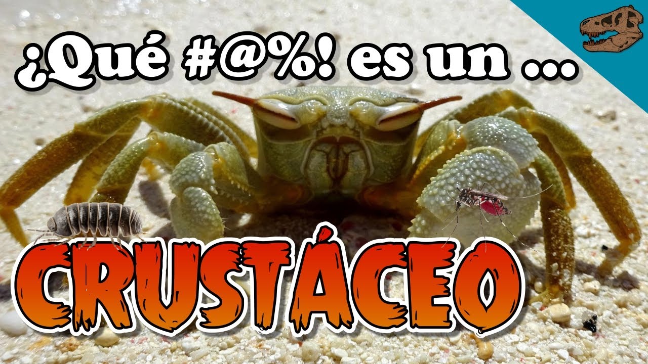¿Qué #@%! es un CRUSTÁCEO? - Y ¿son los insectos crustáceos? - YouTube