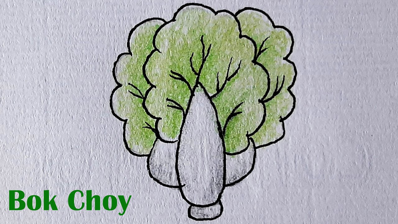 How to draw Bok Choy/ Sinoun Draw So Cute - YouTube