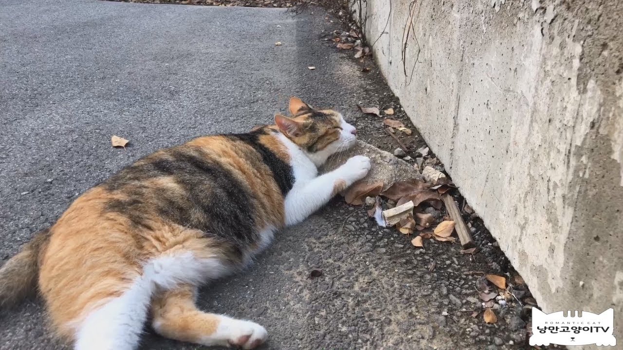 고양이 체형때문에 임신했다고 오해받는, 돌을 좋아하는 길고양이The pot belly cat - YouTube