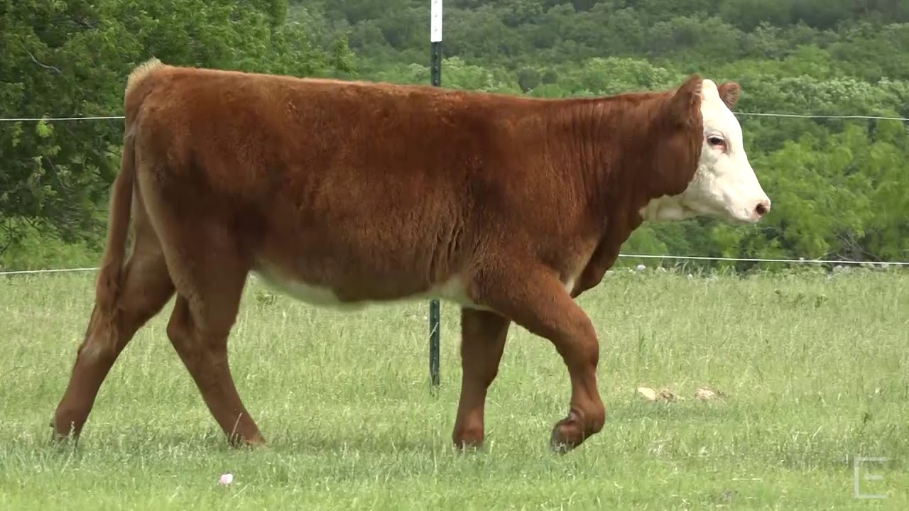 Grubbs Cattle Tag 17 - YouTube