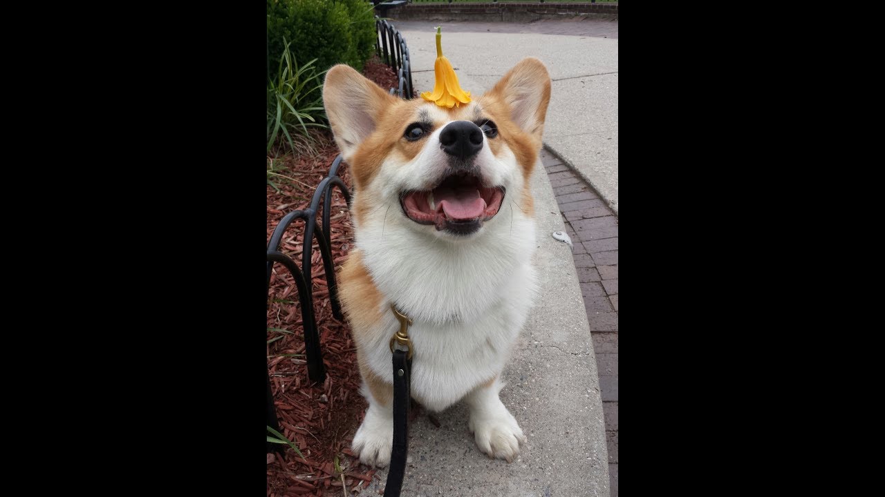 Tìm hiểu 3 | Corgi | - MÔNG TO "CAO" QUÝ - Funny Dogs - YouTube