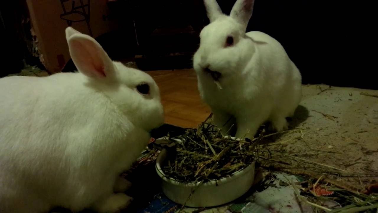 Rabbit eating Hay - YouTube