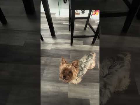 The pair of eyes that watch me 24/7👀👁️👁️