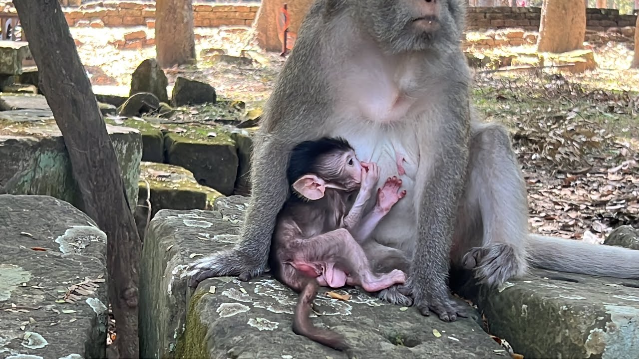 OMG SHY milk Nice click new born monkey, cute baby monkey ugly our eyes smart milking beautiful ...