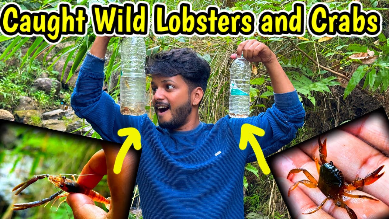 Colourfull Lobster🦞and Crabs hunting🦀 in waterfall | Lobster from waterfall ️ | How to catch ...