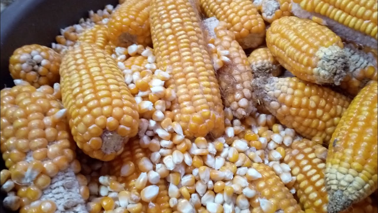 Dropping the corn - YouTube