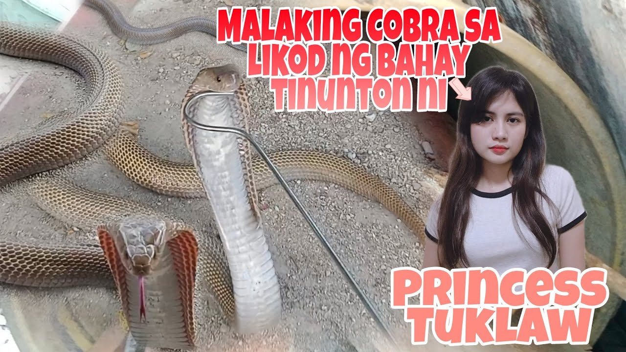 MALAKING COBRA SA LIKOD NG BAHAY TINUNTON NI Princess Tuklaw # ...