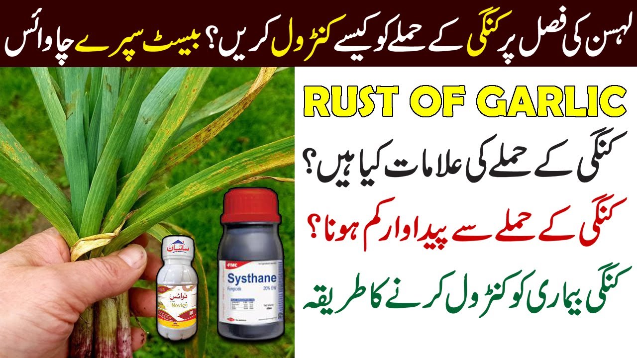 Garlic Disease | Garlic Rust-How To Treat Garlic Rust Chemically-Spray ...