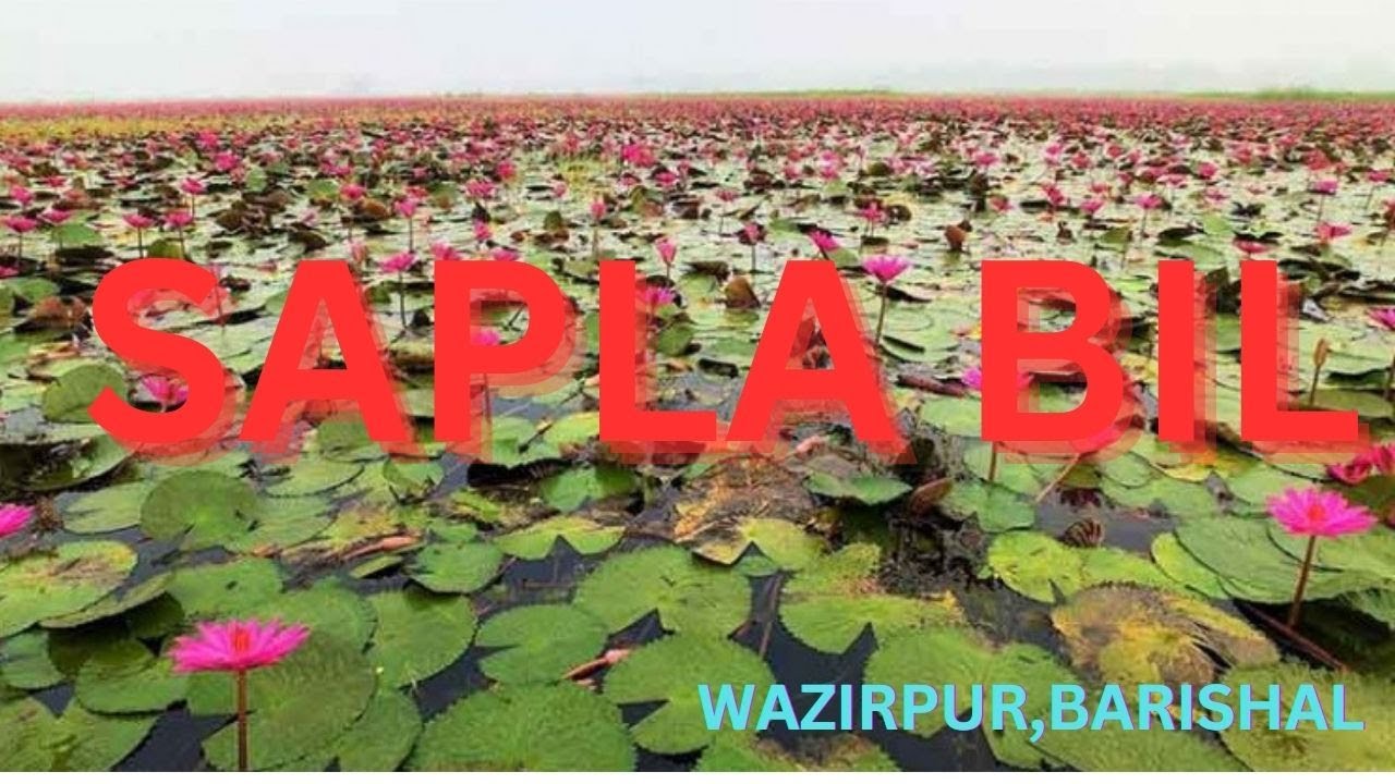 Shapla Bill | শাপলা বিল | Satla | Wazirpur | Barishal | - YouTube