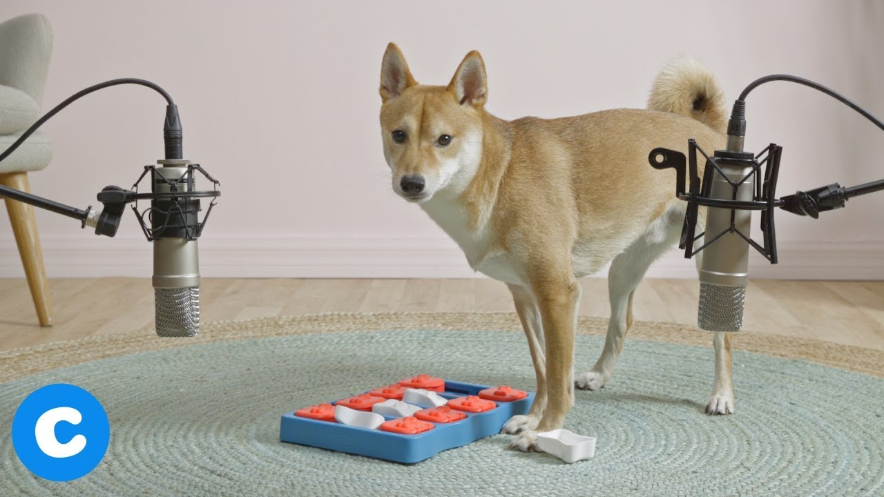 ASMR Dogs Play with Dog Toys | Chewy - YouTube