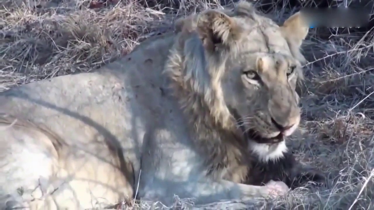 Honey Badger vs lion who will be the winner? - YouTube