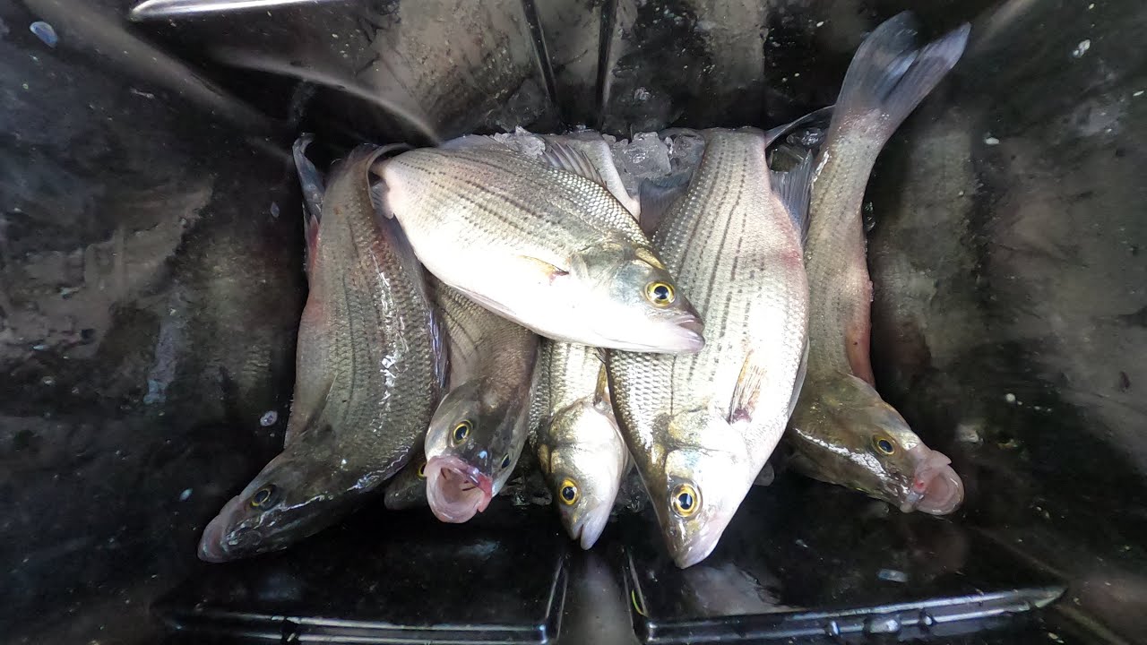Catching white bass with hair jigs - YouTube
