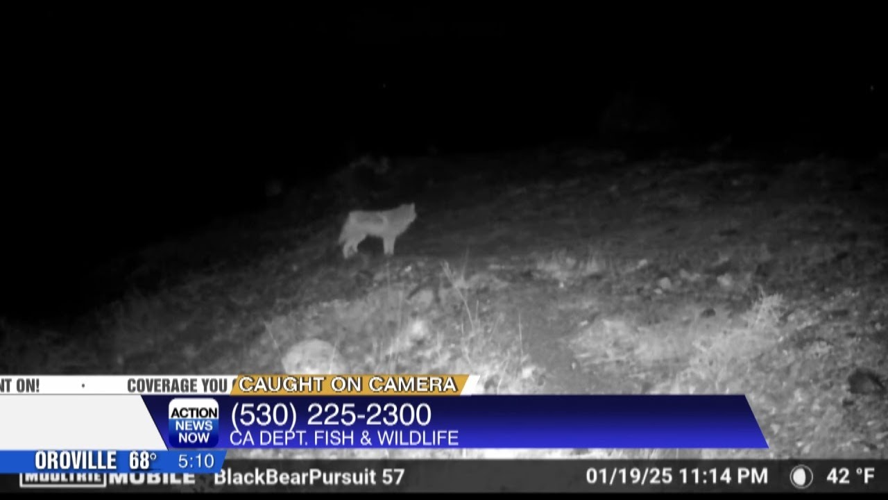 Wolf caught on camera in Tehama County - YouTube