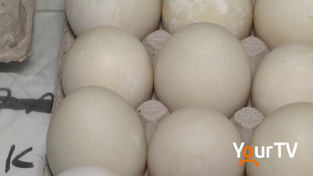 600 Eggs to Food Bank - YouTube