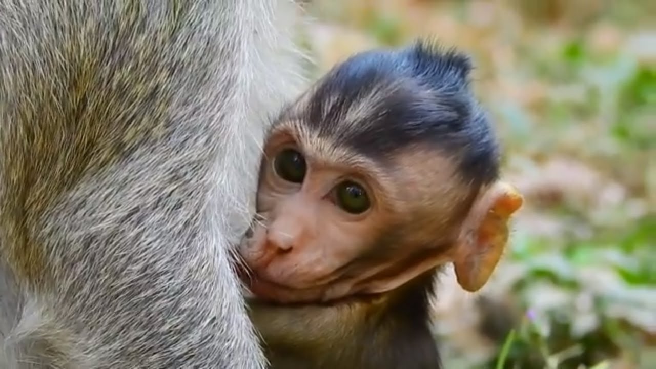 Baby Janna feel peace in mind when he can drink milk without Janet ...