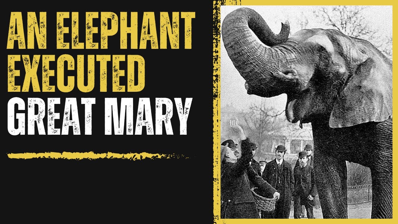 The First Elephant in History to Be Executed by Hanging ( Mary ) - YouTube