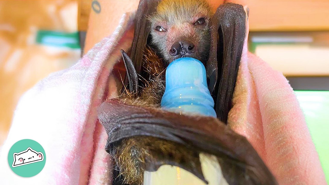 Woman Saves Hungry Bats And Gives Them A New Home | Cuddle Buddies ...
