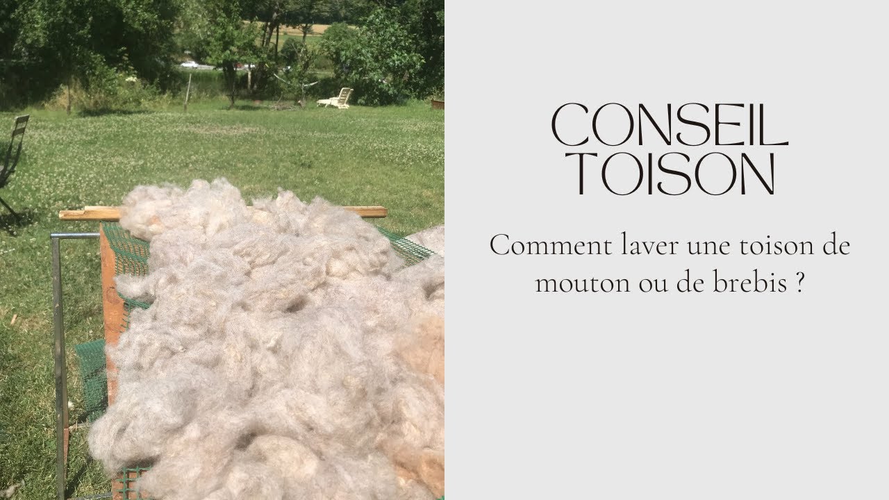 Comment laver une toison de mouton ? - YouTube