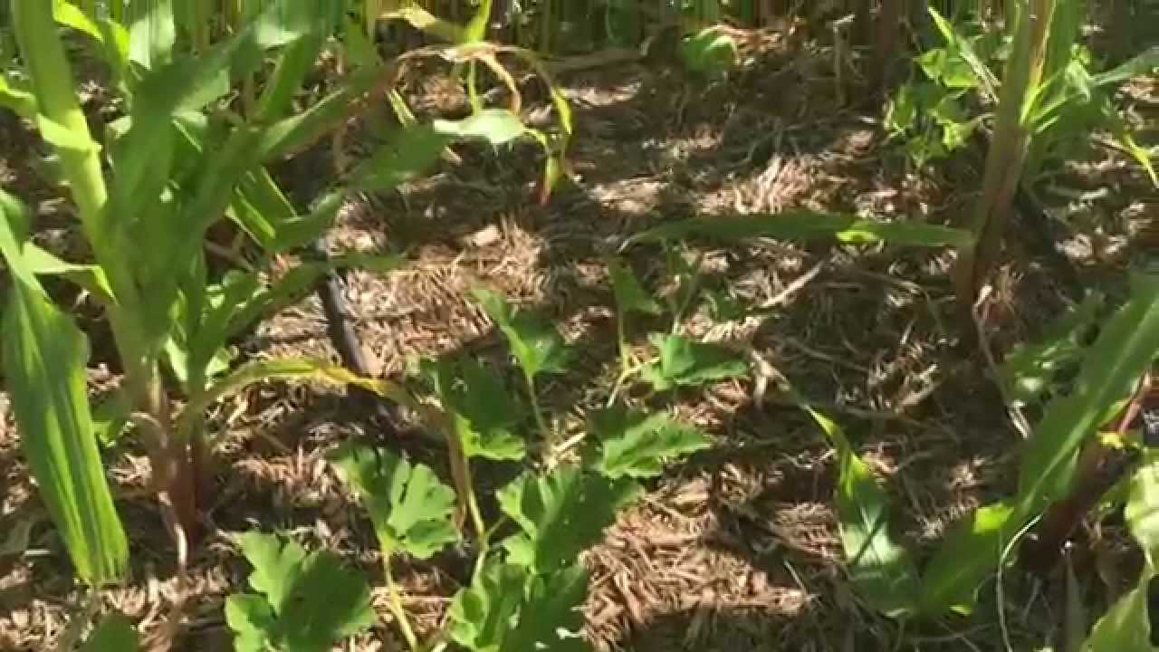 If you garden why you MUST mulch with wood chips ASAP! - YouTube