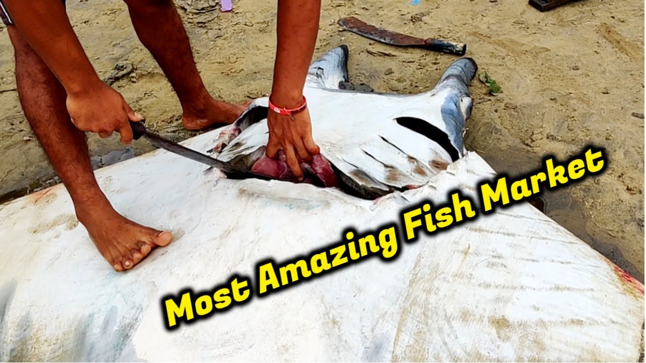 Most Amazing Live Fish Market In India | Biggest Fish Cutting Videos ...