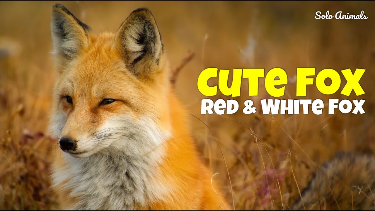 Cute Little Animals: Cute Red And White Fox | Baby Fox | Fox Animal ...