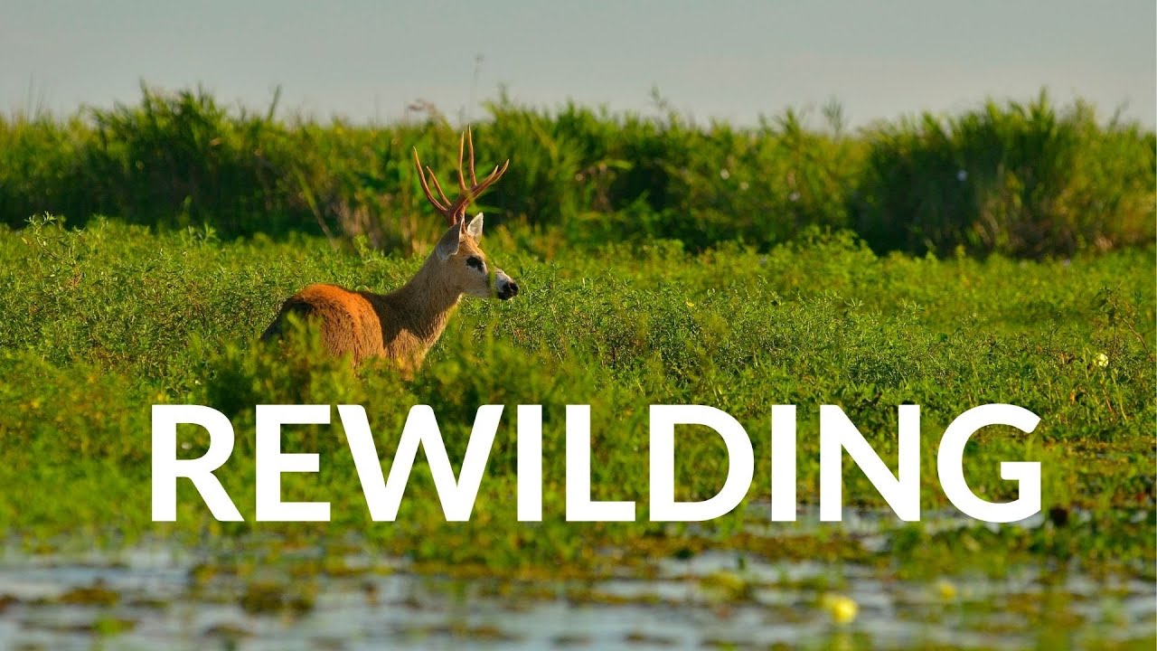 Rewilding - YouTube