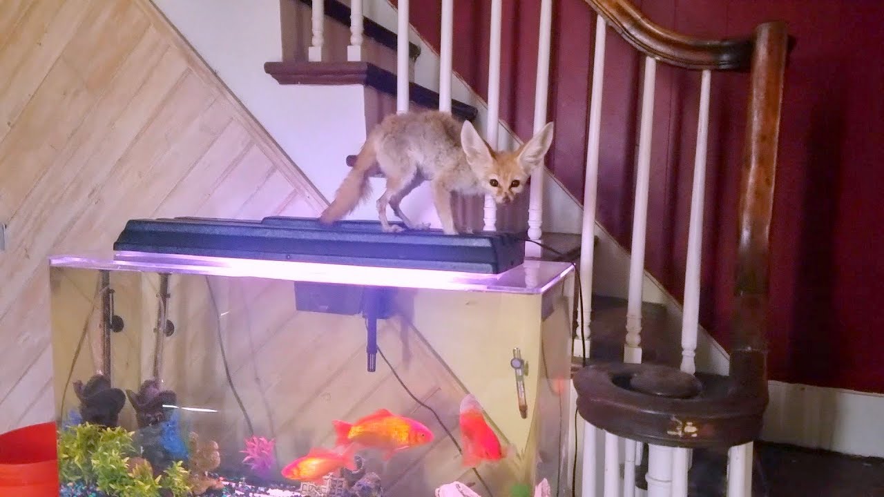 Fennec Fox Stealing Water from the Fish Tank! - YouTube