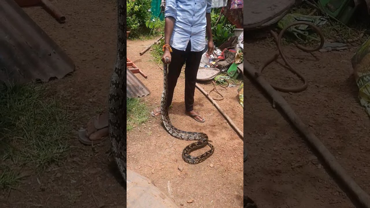 Pythons snake | 🐍 Hebbavu | Sullia - YouTube