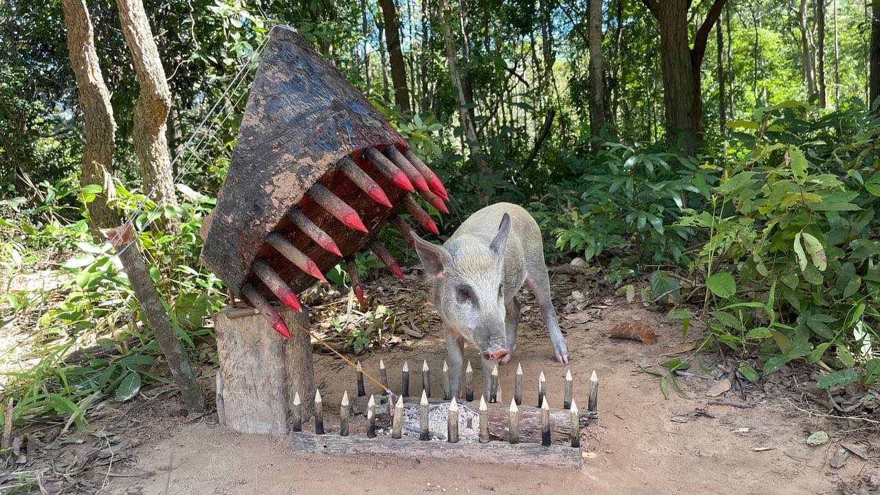Creative Unique Wild Pig Trap Using Big tree stump And Rubber That Work ...