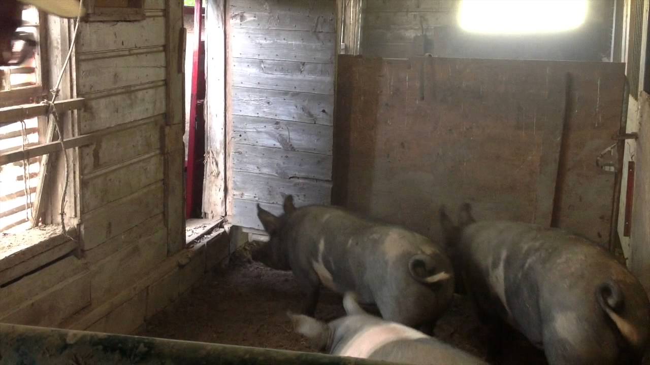 ":Bud" Box for Loading Pigs - YouTube