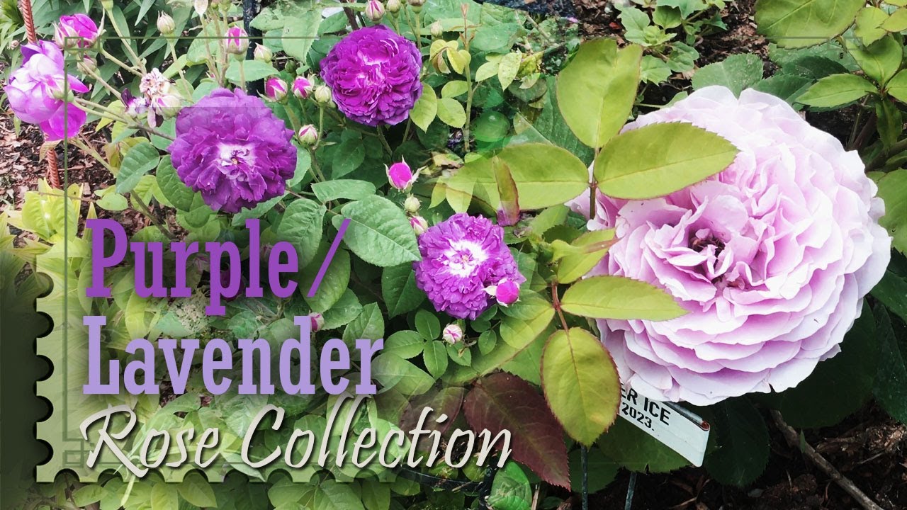 Purple/Lavender Rose Collection 2023 |Novalis, Purple Eden, Blue for ...