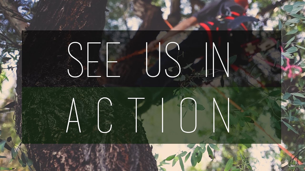 San Diego Tree Service | LC Tree Service - YouTube