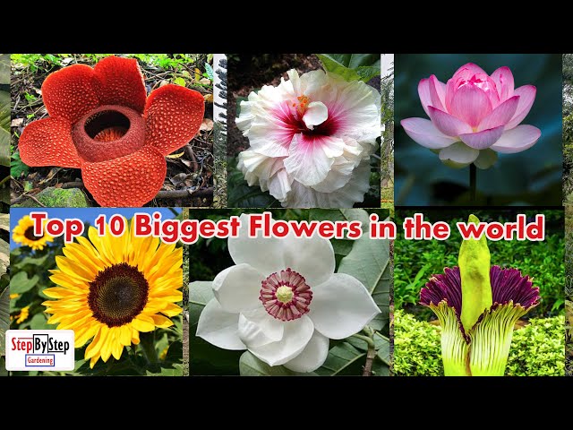Top 10 Flowers Of The World