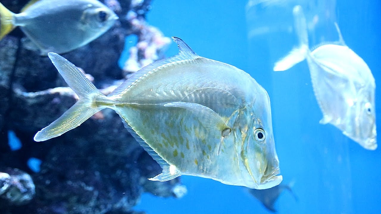 은빛형광 몸에 아래쪽만 보고 헤엄치는 바다 물고기 룩다운 피쉬Lookdown Fish - YouTube