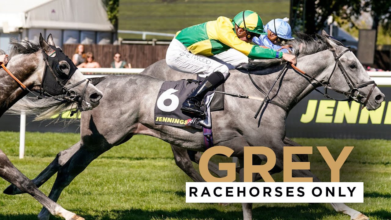 GREY HORSES ONLY! ANNUAL GREY HORSE HANDICAP ENDS IN A THRILLER - YouTube