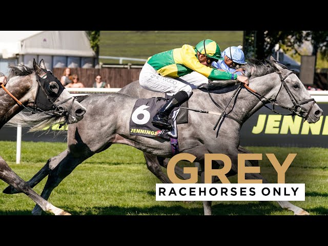 Grey Thoroughbred Race Horses