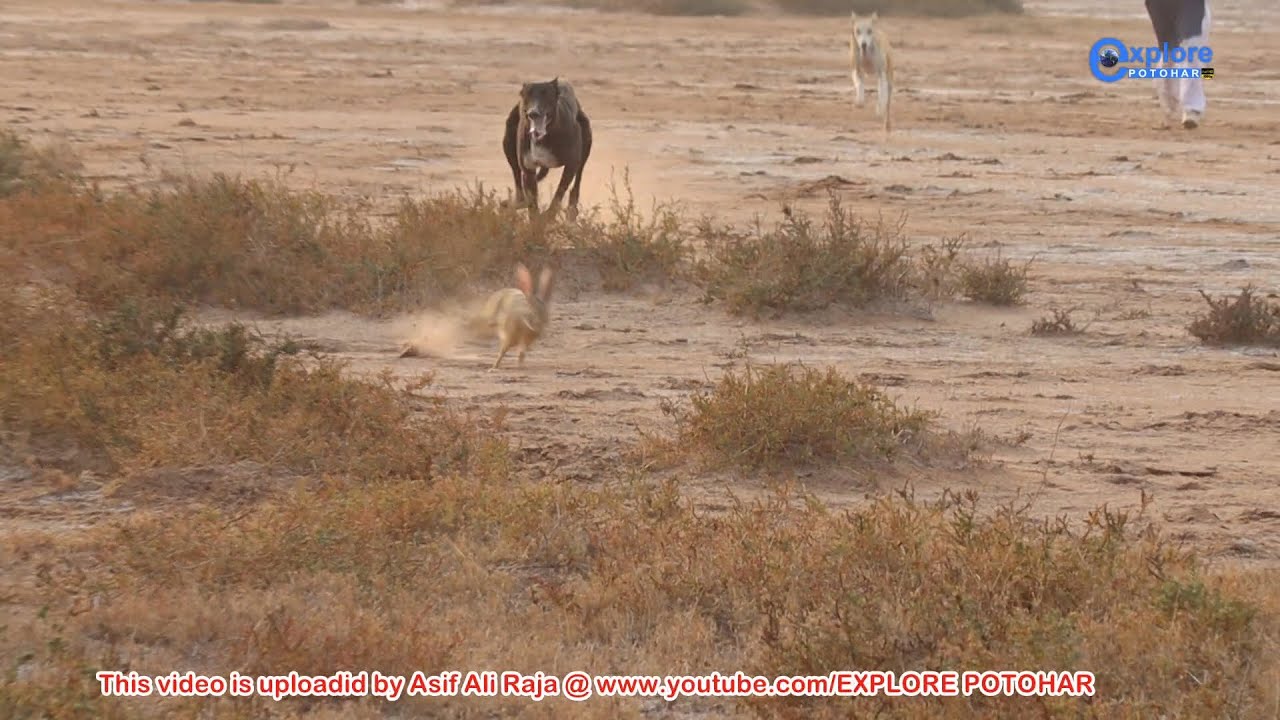 Dog vs Rabbit Race d 18 | Greyhound vs Hare | Hare Coursing Punjab ...
