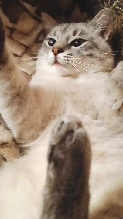 Поради від котика Мусика#кітукраїнець #кіт #cat - YouTube