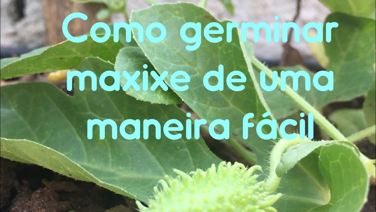 Como plantar maxixe em casa - YouTube