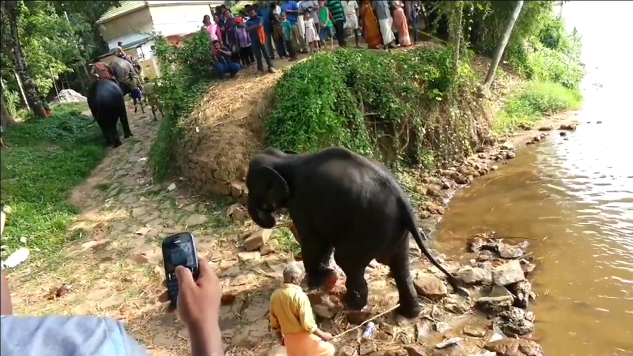 Kodanad Elephant Training Centre - Malayattoor - YouTube