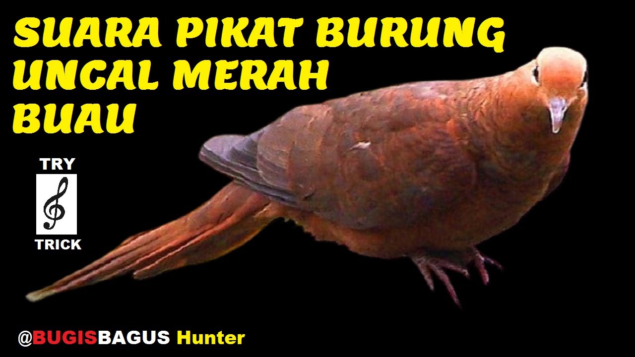 Suara Pikat Burung Uncal Merah, Burung Buau Try Trick - YouTube
