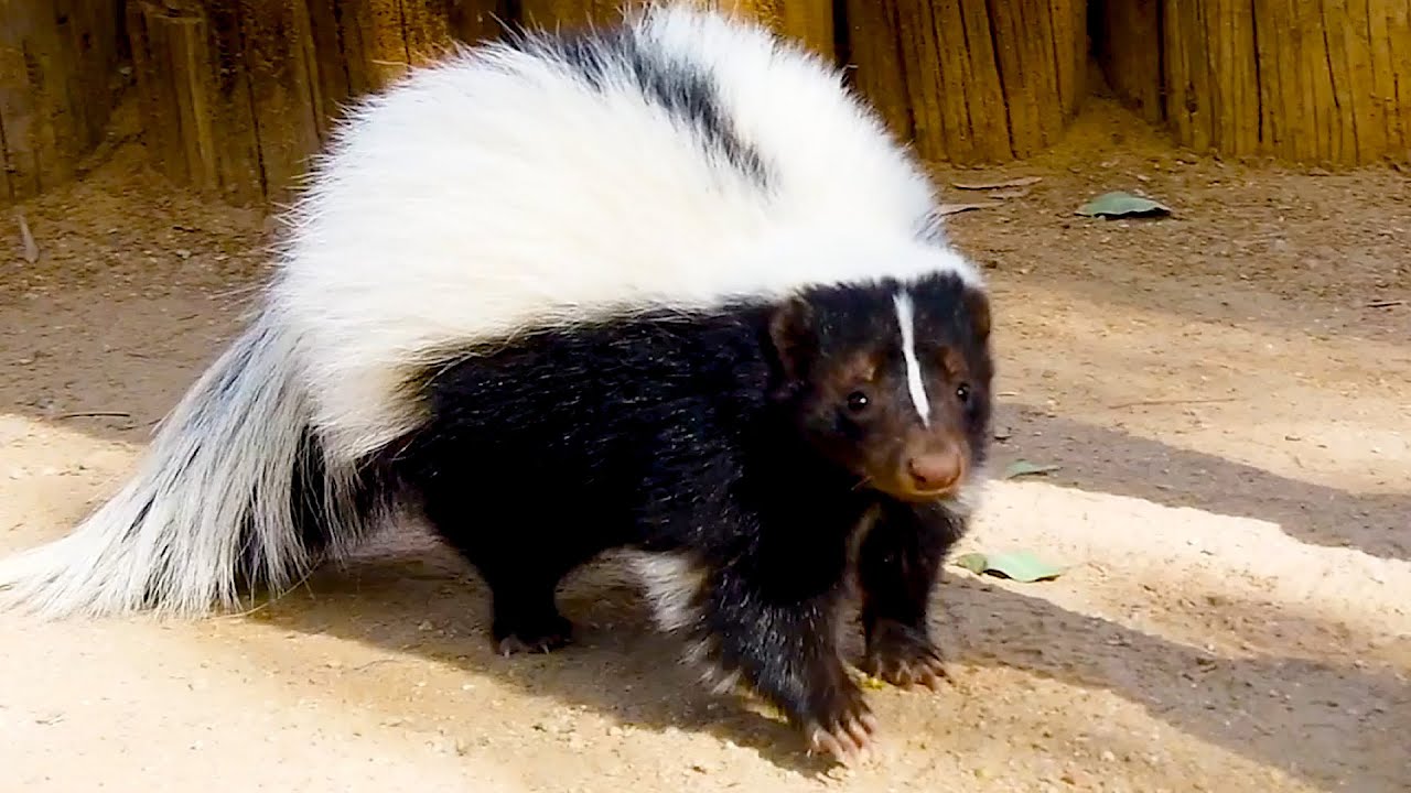 Meet Buffy the Vampire Sprayer Skunk - YouTube