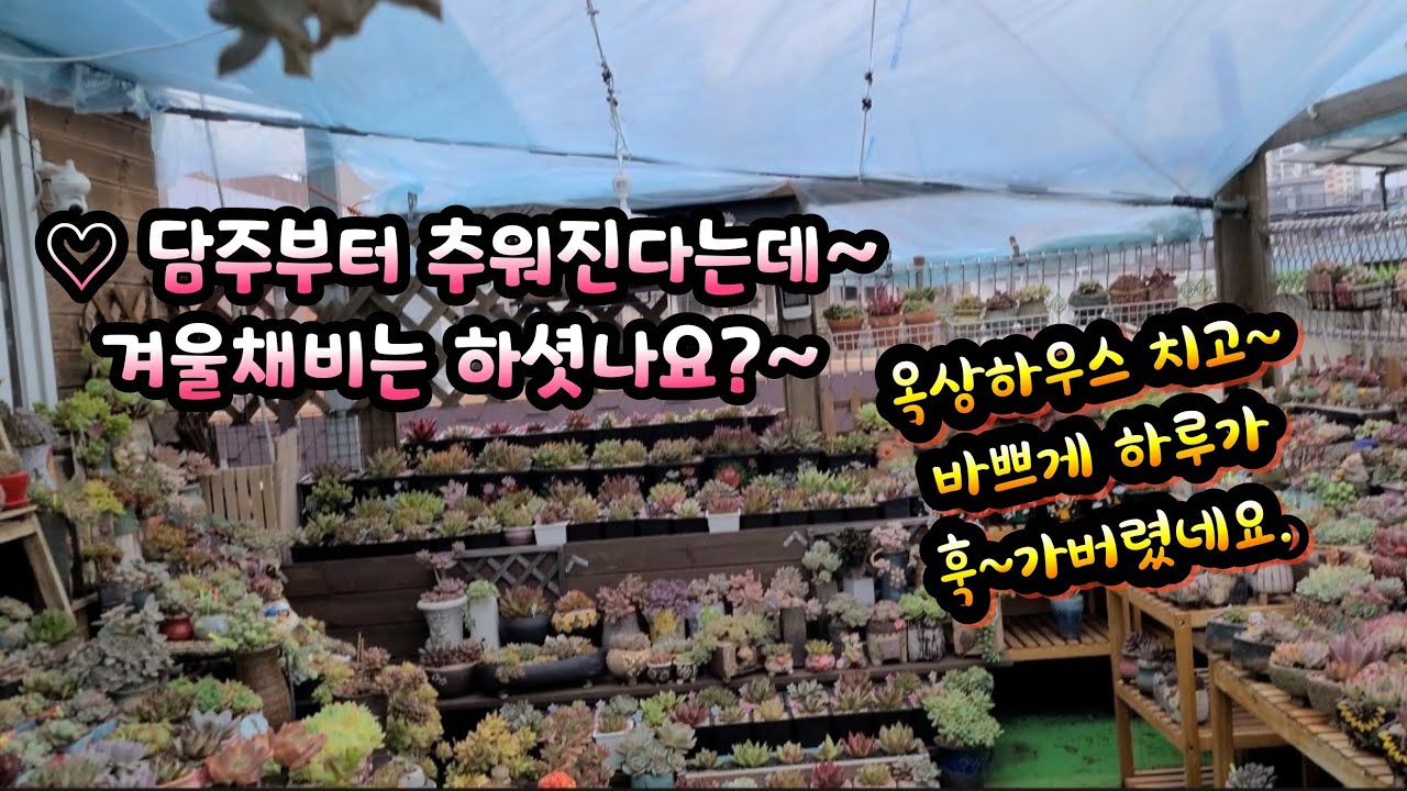 육이들 추위에 안으로 들이기 넘 힘들어서~♥ 전체 하우스치고 겨울준비하고 있어요 옥상다육 옥상하우스 하늘정원 다육