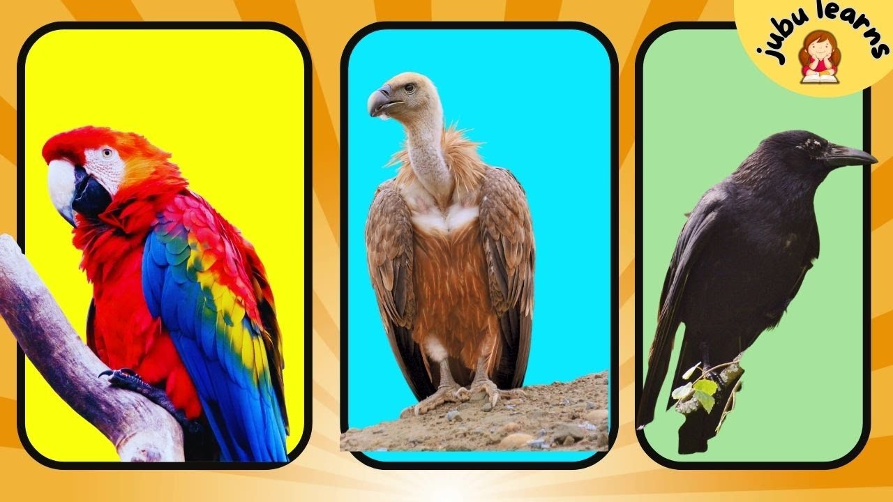 Learn BIRDS names and sounds for kids | Easy and fun learning for kids - 16 birds for kids - YouTube