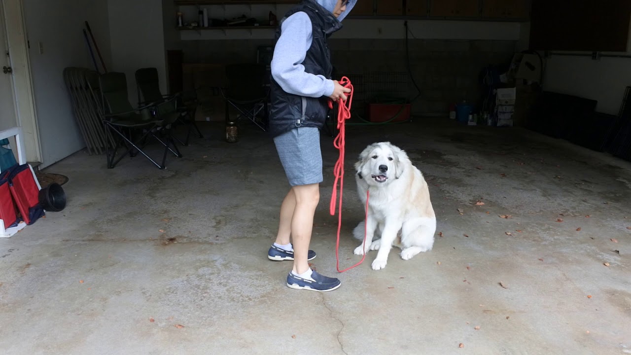 Bella - how we do recalls - Funtastic K9 Training - YouTube