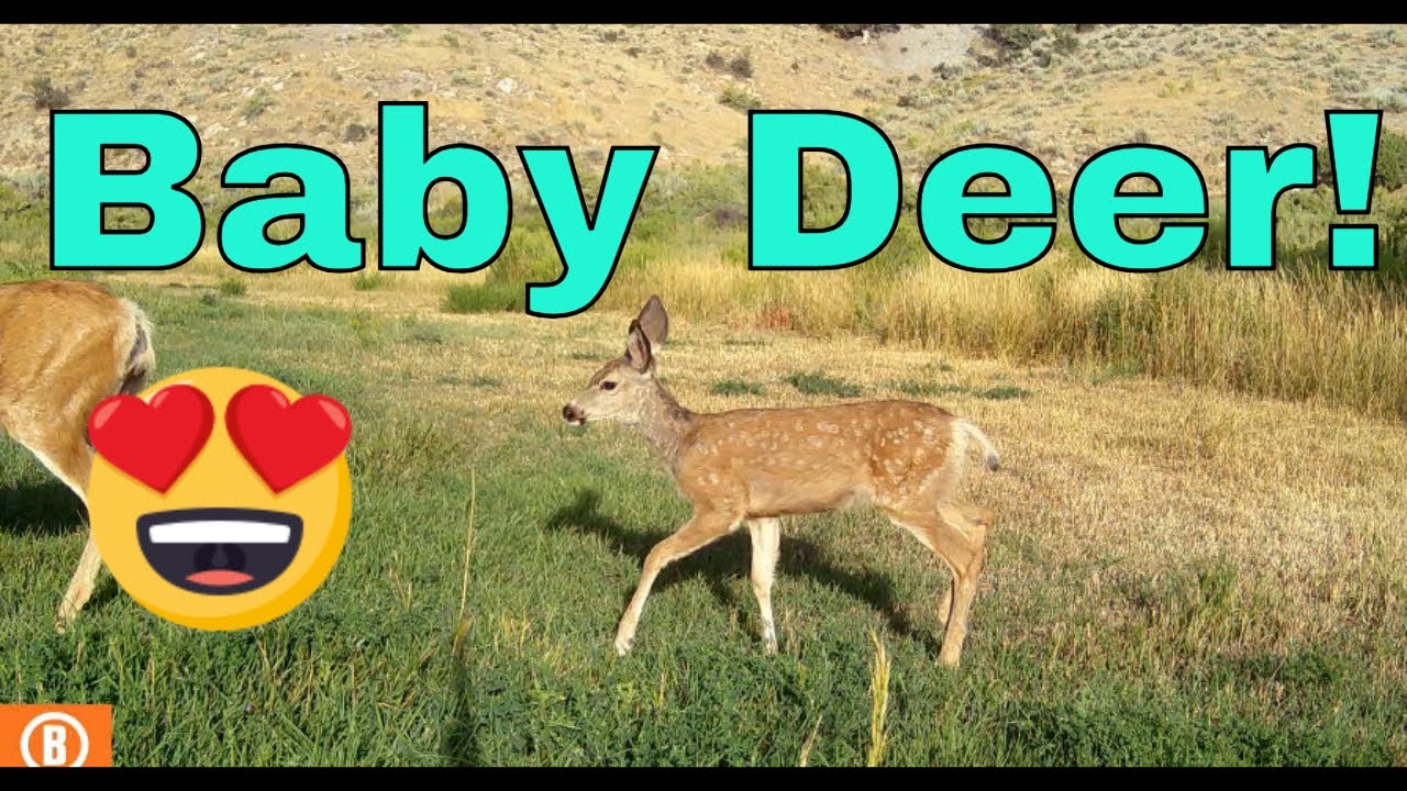 Baby Deer Footage on My Trail Camera - YouTube