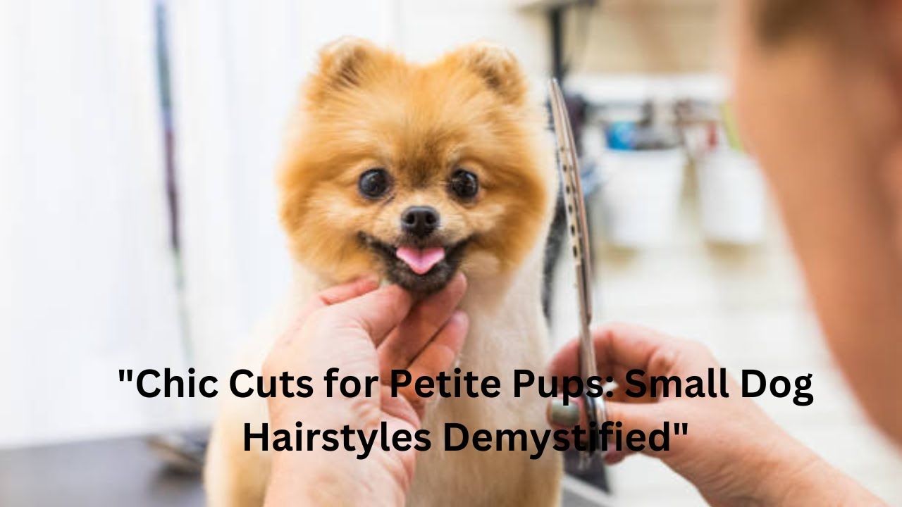 "Chic Cuts for Petite Pups: Small Dog Hairstyles Demystified ...