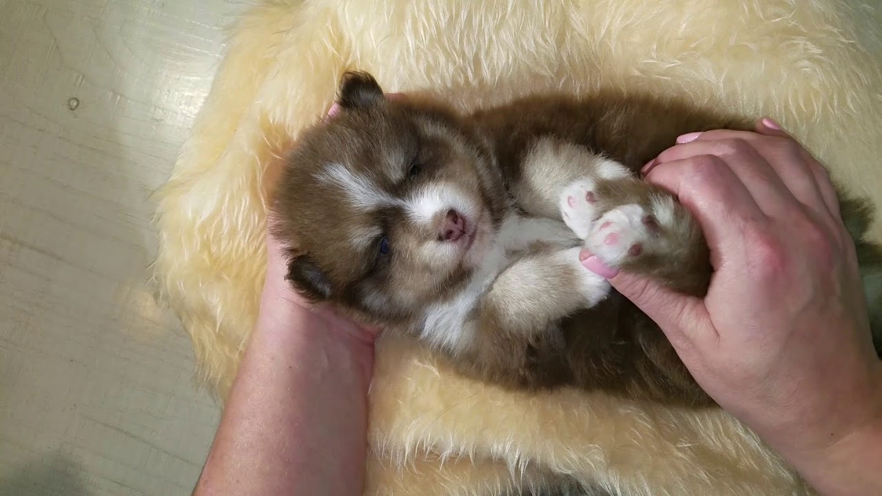 Chocolate Wooly Pomsky - YouTube