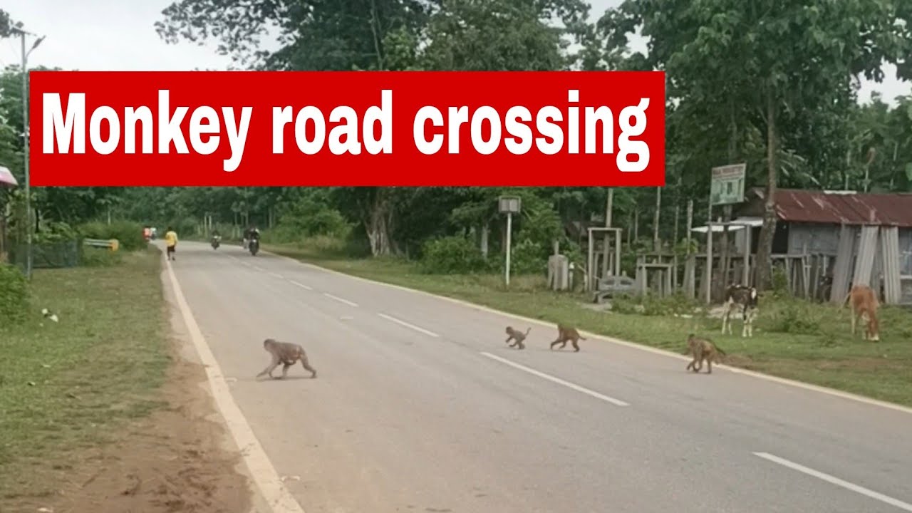 monkey road crossing - YouTube