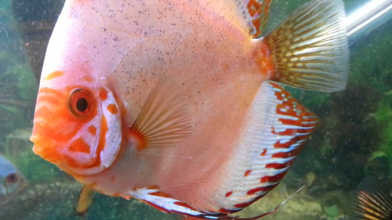Sick discus part 3 - YouTube